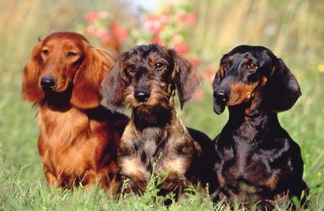 Dackel | Jackys Hunde Wiki | Fandom