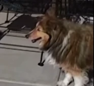 Kaisha | Jaiden Animations Wiki | Fandom