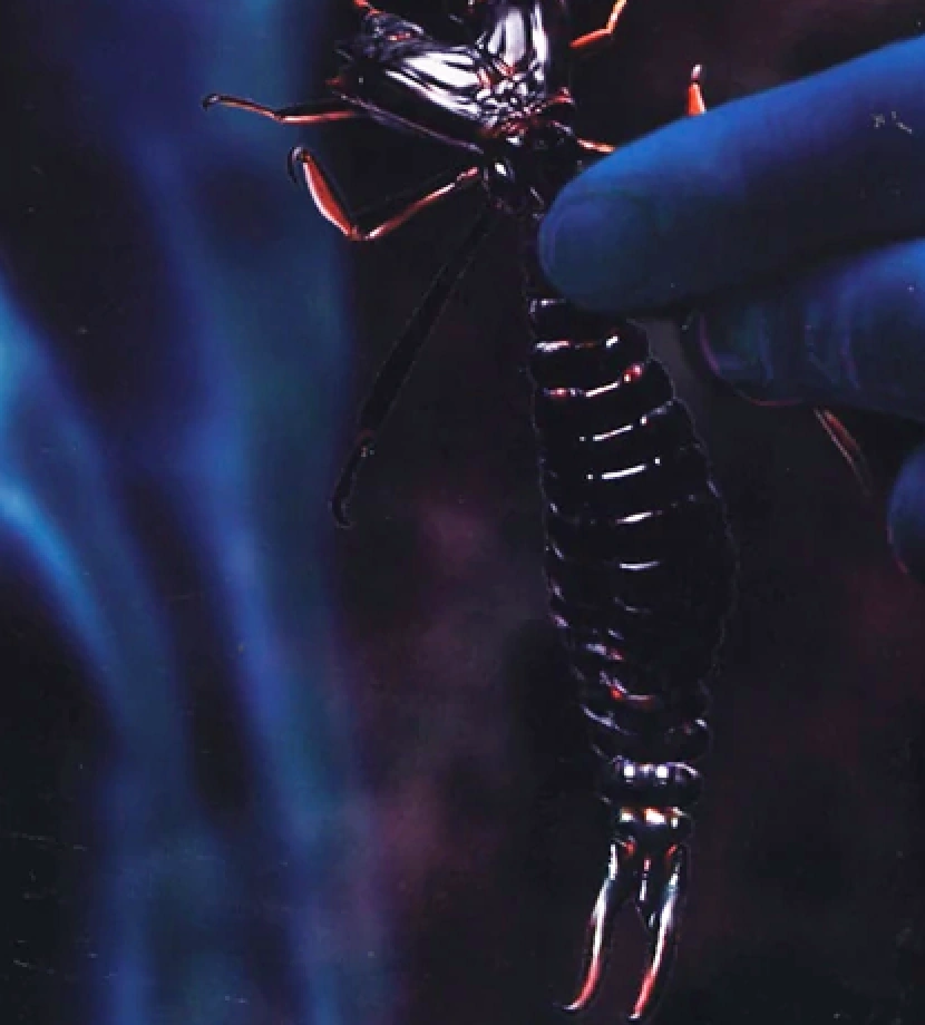 Arachnoid | Avatar Wiki | Fandom