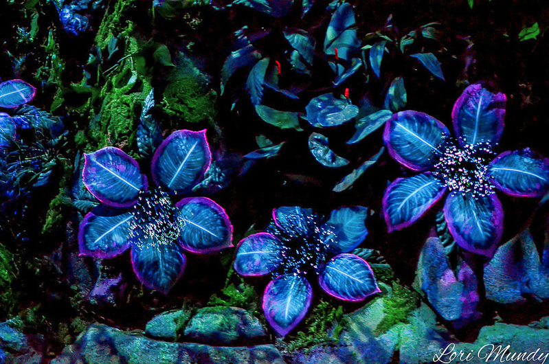 Sun Lily | Avatar Wiki | Fandom