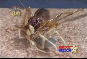 Image - Benzle-JapaneseBugFightsRoundThe1th180-39.jpg | Japanese Bug ...