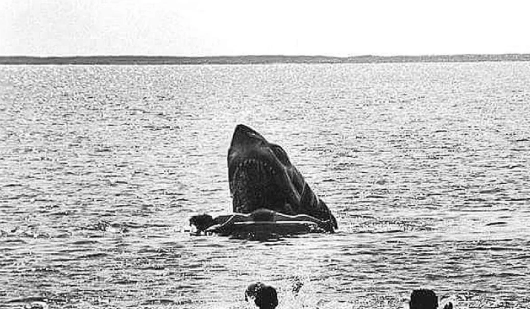 Alex Kintner | Jaws Wiki | Fandom