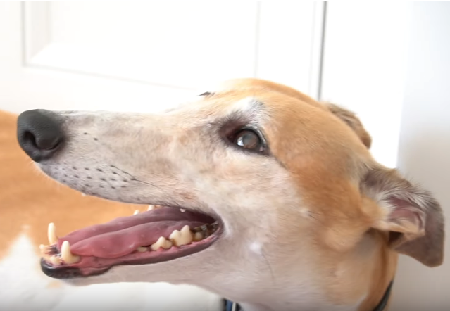 Bunny Jenna Marbles Wiki Fandom Powered By Wikia