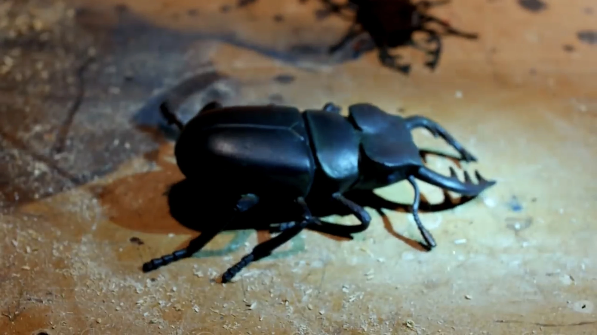 Beetles | JesseAndMike Wiki | Fandom