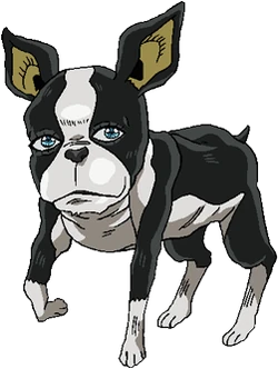 Iggy | Le Bizzarre Avventure di JoJo Wiki | Fandom