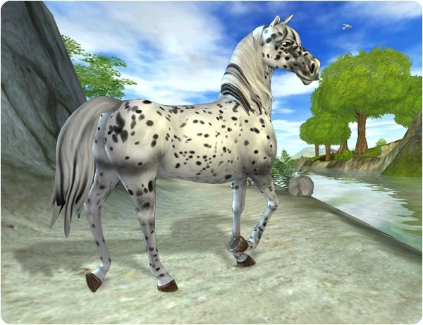 Appaloosa | Jorvikipedia | Fandom