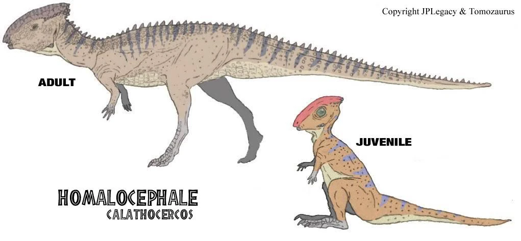 Homalocephale calathocercos | JPL Live the Legend Wiki | Fandom