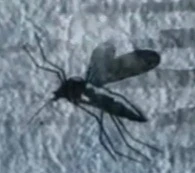 Mosquito | Jumanji Wiki | Fandom