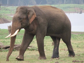 Hathi | Jungle Book Wiki | FANDOM powered by Wikia