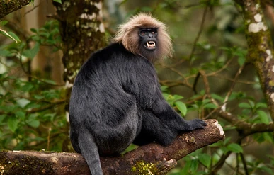 Bandar-Log | Jungle Book Wiki | Fandom