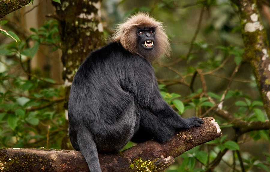 Image - Nilgiri Langur.jpg | Jungle Book Wiki | FANDOM powered by Wikia