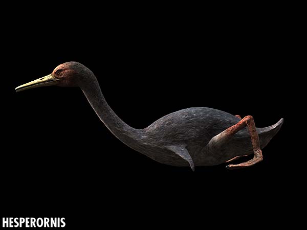 Hesperornis Jurassic Wiki Fandom Powered By Wikia