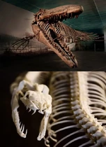 Mosassauro | Jurassic Park Wiki | Fandom