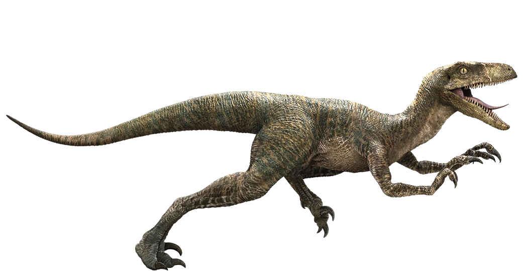 Velociraptor | Wikia Jurassic Park | Fandom