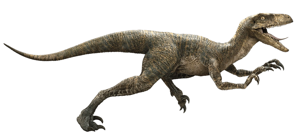 Velociraptor | JP-Wiki | FANDOM powered by Wikia