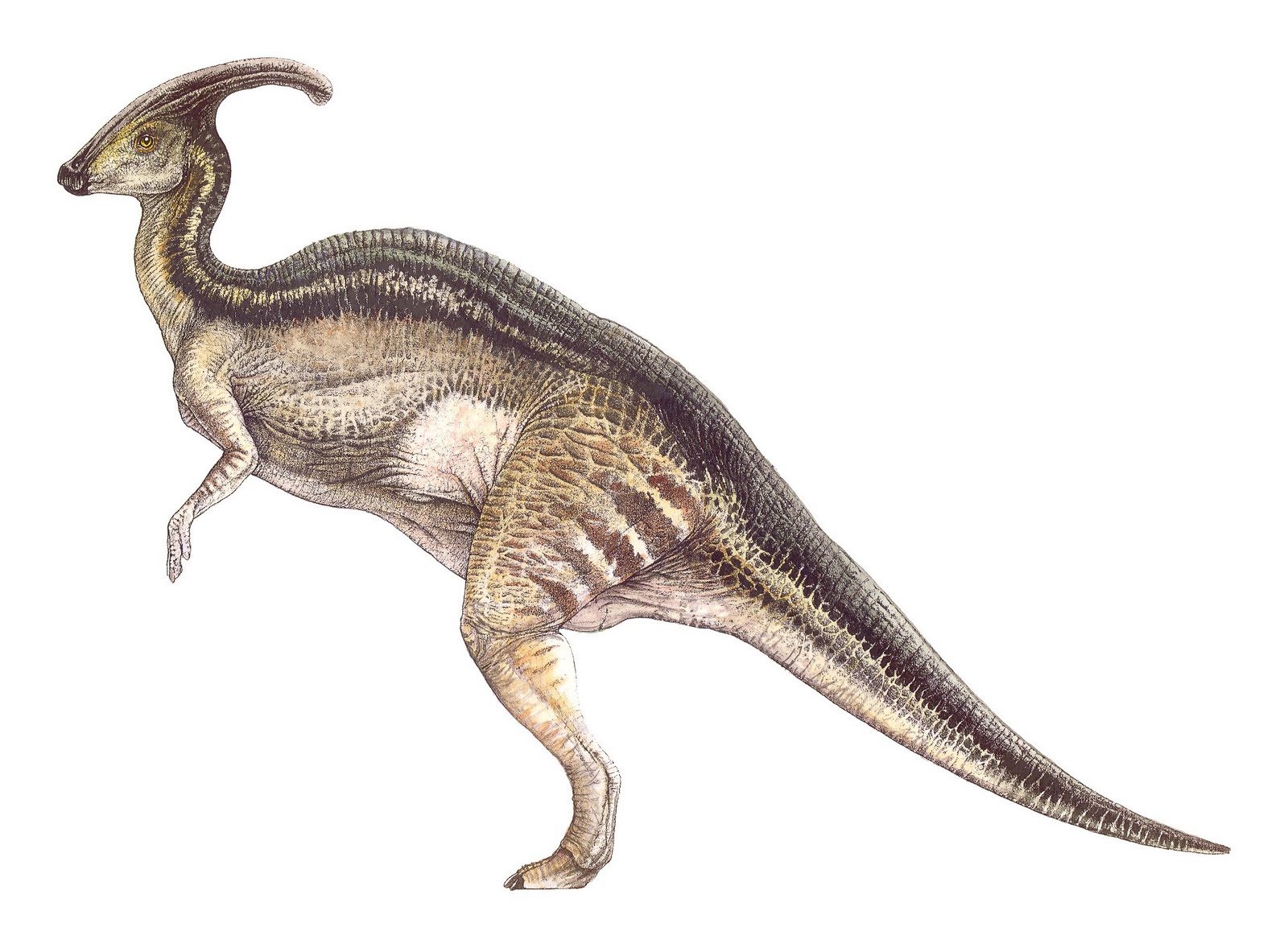 Parasaurolophus | Jurassic Park Wiki | FANDOM powered by Wikia