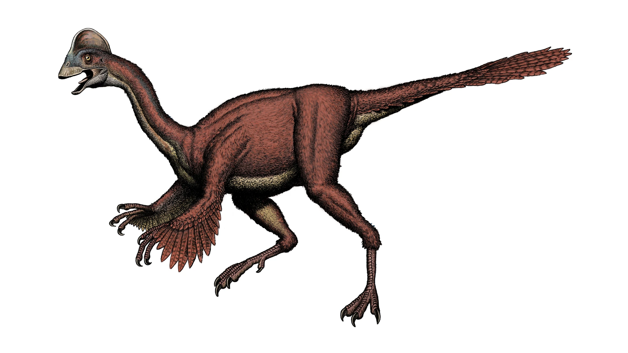 Oviraptor | Jurassic Park Wiki | FANDOM powered by Wikia