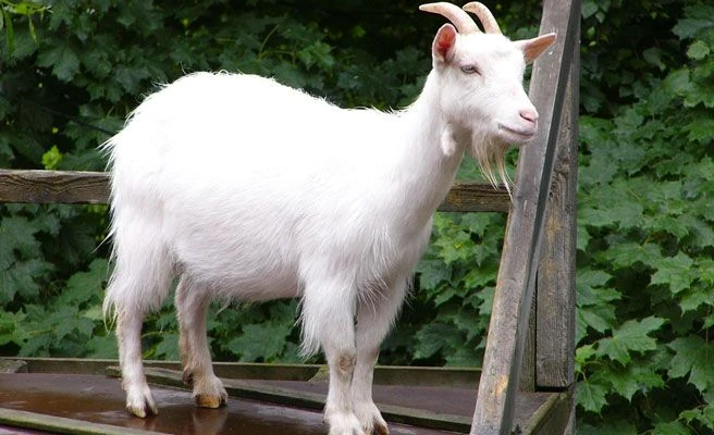 Cabra | Jurassic Park Wiki | FANDOM powered by Wikia