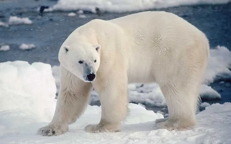 Oso Polar | Jurassic Park Wiki | FANDOM powered by Wikia