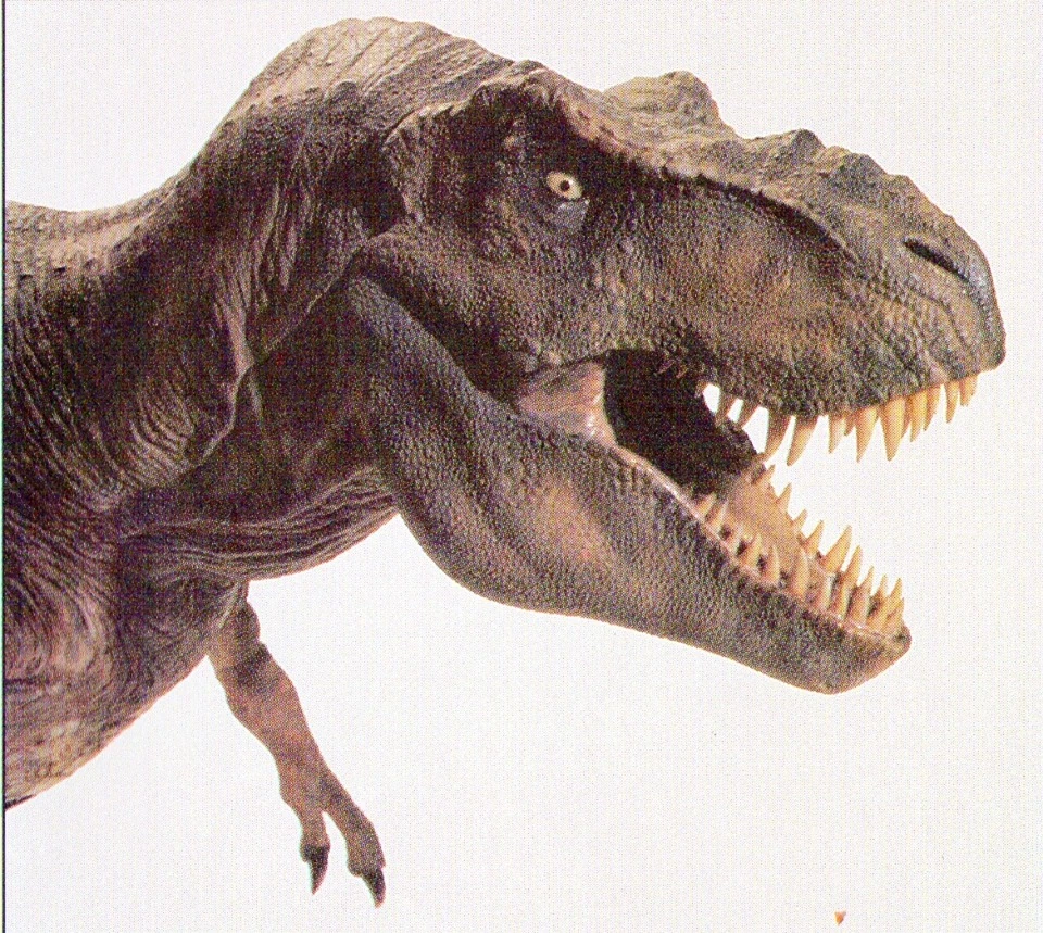 Doe | Jurassic Park Wiki | FANDOM powered by Wikia