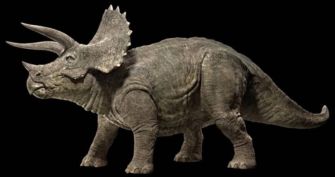 Triceratops | Jurassic Park Wiki | FANDOM powered by Wikia