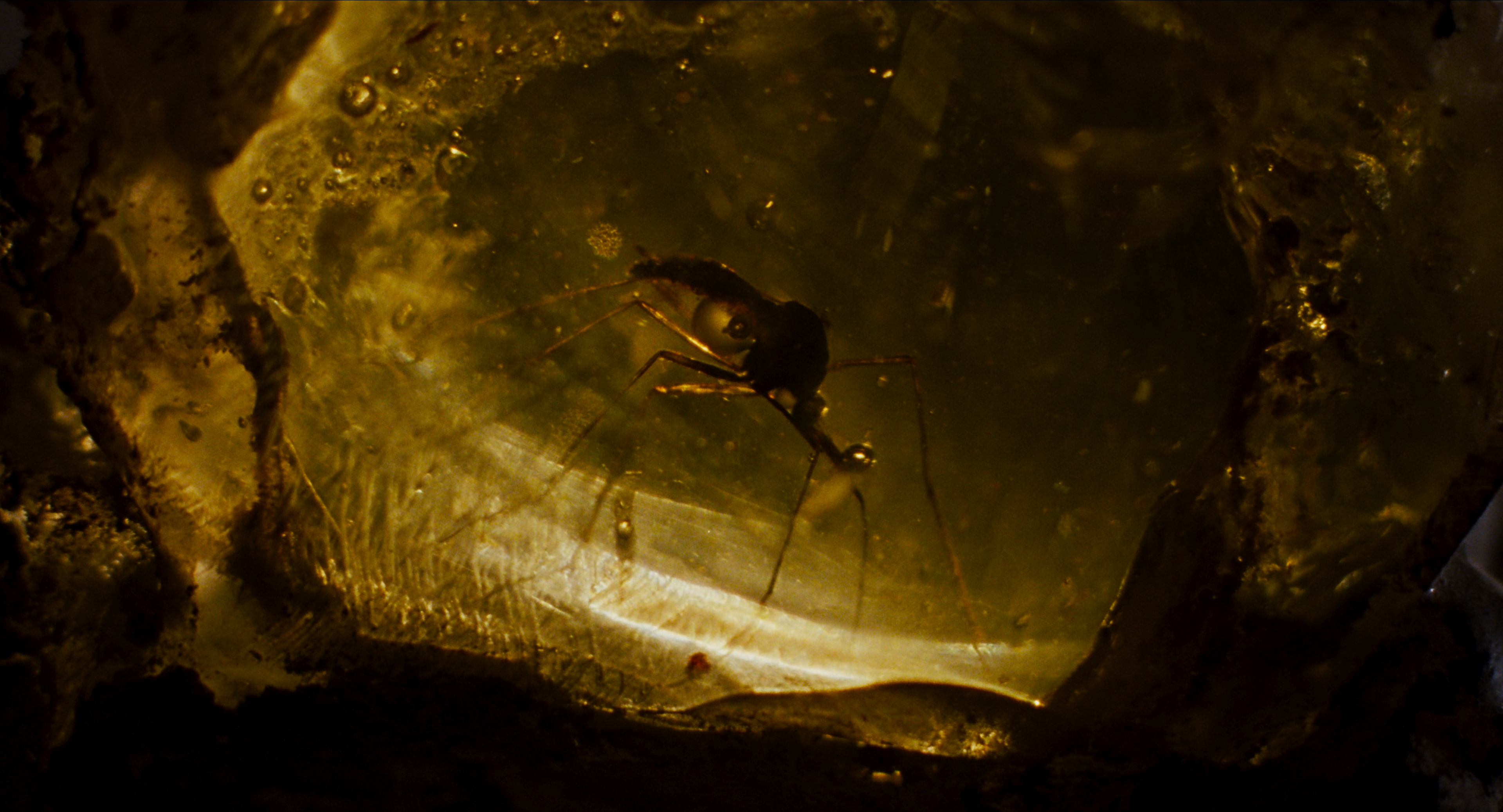 Forum:DNA in amber | Jurassic Park wiki | FANDOM powered by Wikia Forum:DNA in amber | Jurassic Park wiki | FANDOM powered by Wikia