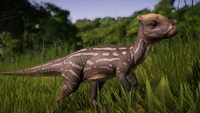 Homalocephale | Jurassic World Evolution Wiki | Fandom