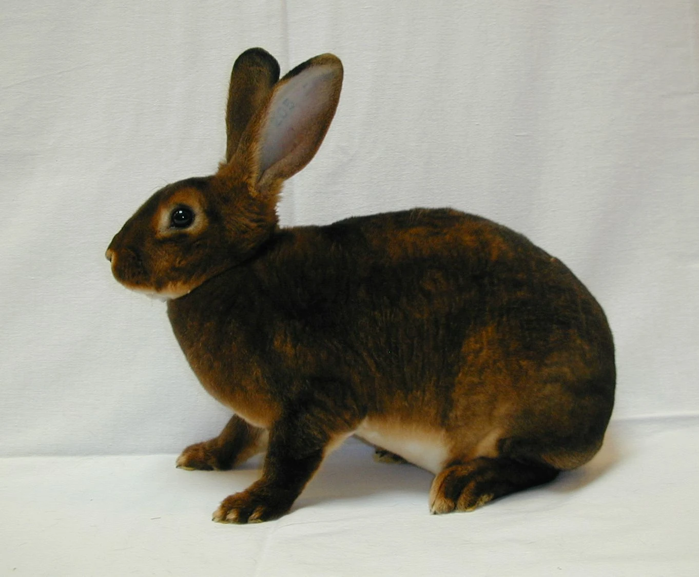 Bild - Castorex.jpg | Kaninchen Wiki | FANDOM powered by Wikia