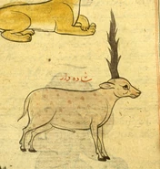 Shadhavar | Unicorn Wiki | Fandom