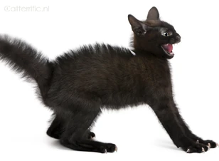 Vijanden van de kat | Katten wiki | Fandom