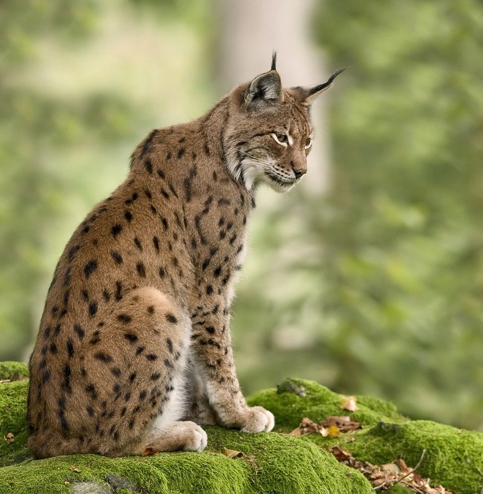 Luchs | Katzenverwandte Wiki | FANDOM powered by Wikia