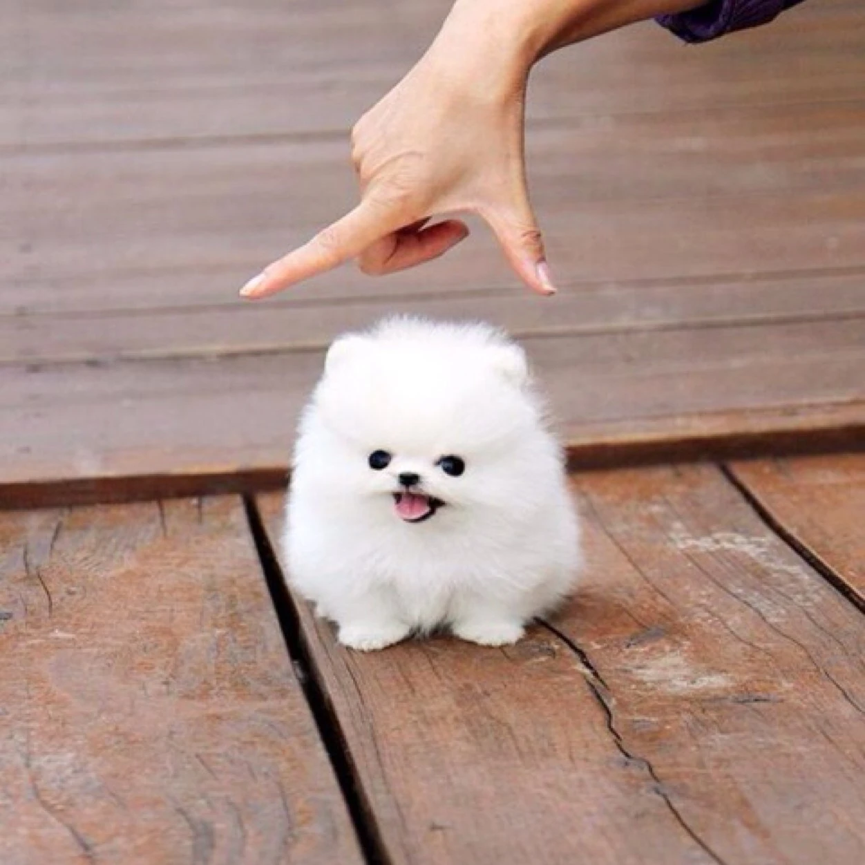 Perrito pequeño | KawaiiAnimals Wiki | Fandom