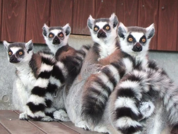Ring-tailed Lemur | Japari Library Wiki | FANDOM powered by Wikia