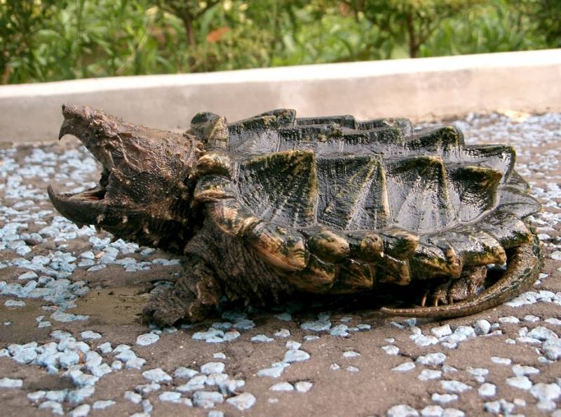 Image - Alligator Snapping Turtle.jpg | Japari Library Wiki | FANDOM ...