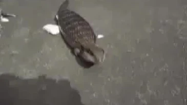 Tsuchinoko | Japari Library Wiki | Fandom