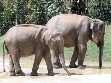 Indian Elephant | Japari Library Wiki | Fandom