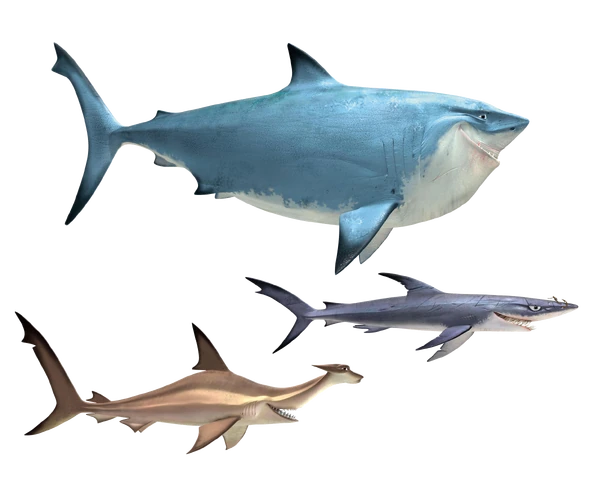 Image - Bruce Anchor & Chum.png | KidPedia Wikia | FANDOM powered by Wikia