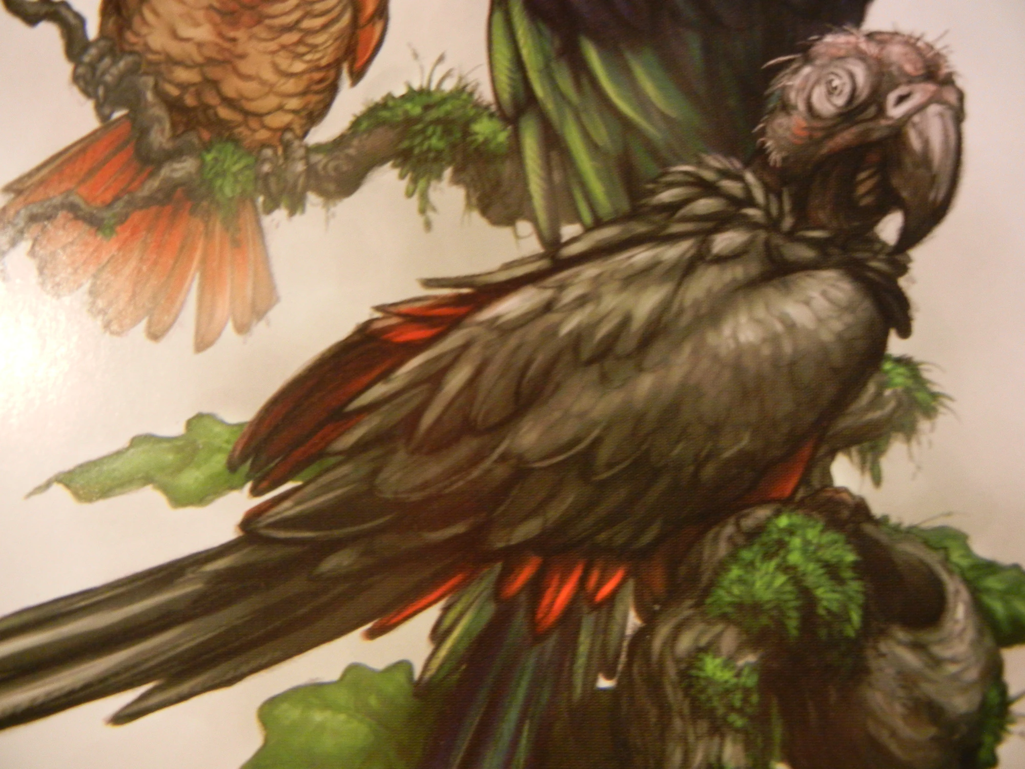 Great Carrion Parrot | King Kong Wiki | Fandom