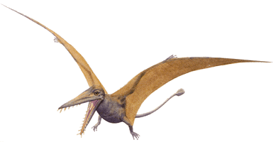 Rhamphorhynchus | King Kong Wiki | FANDOM powered by Wikia