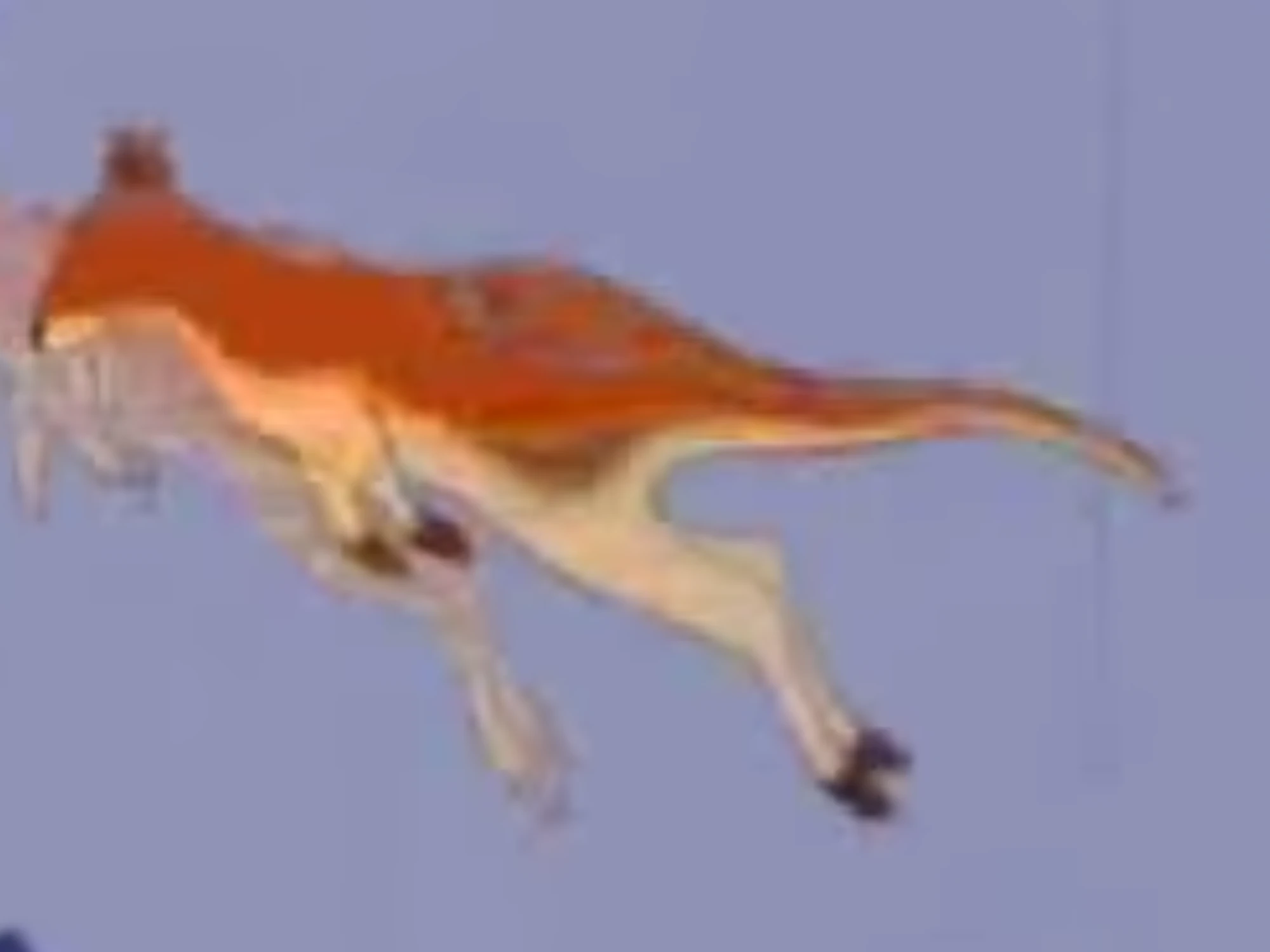 Kangaroo | Kipper the Dog Wiki | Fandom