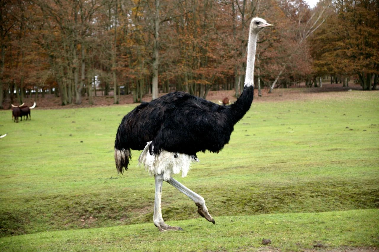 Image - Autruche male.jpg | Wiki Kirby | FANDOM powered by Wikia