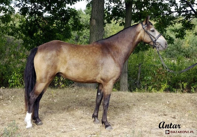 Kuc connemara | Koń Wiki | Fandom