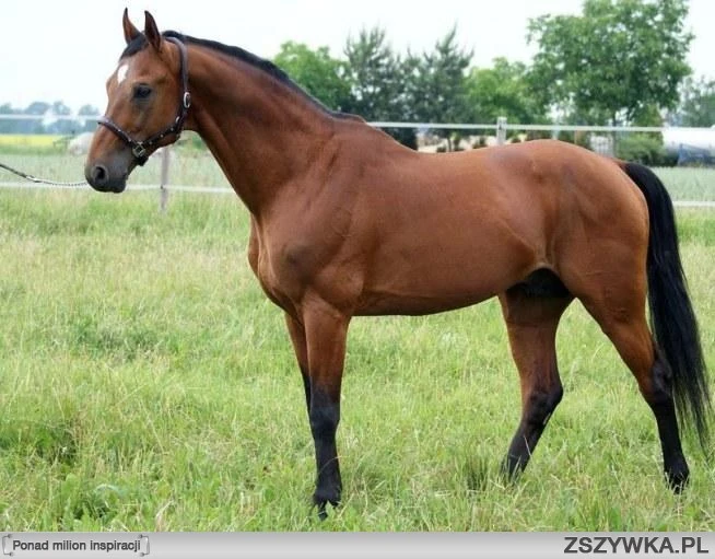 Koń Hanowerski | Koń Wiki | FANDOM powered by Wikia