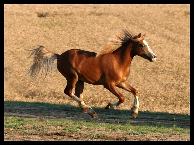 Zawieszenie | Koń Wiki | Fandom