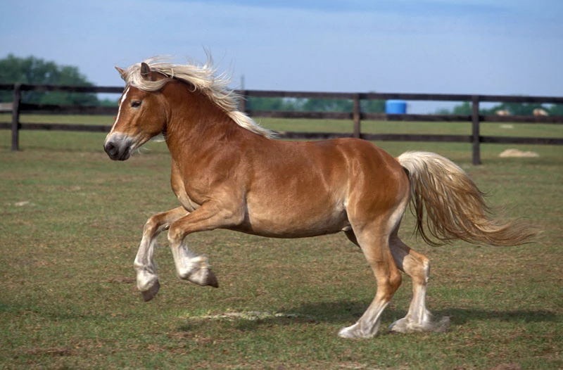 Haflinger | Koń Wiki | FANDOM powered by Wikia