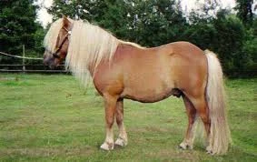 Kuc szetlandzki | Koń Wiki | Fandom