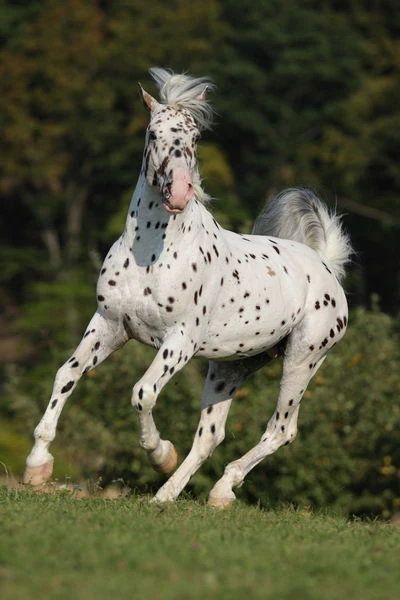 Knabstrup | Koń Wiki | FANDOM powered by Wikia