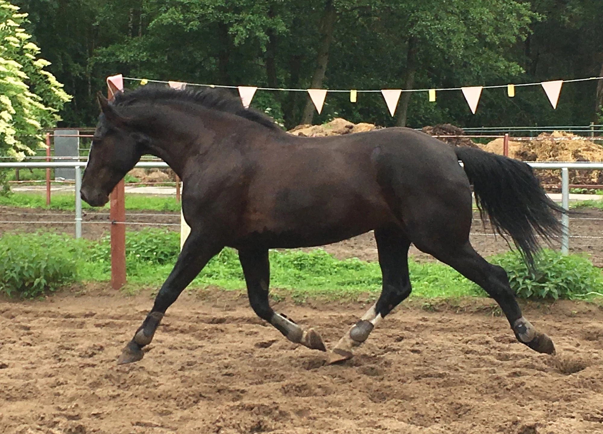 Maść Kara | Koń Wiki | Fandom