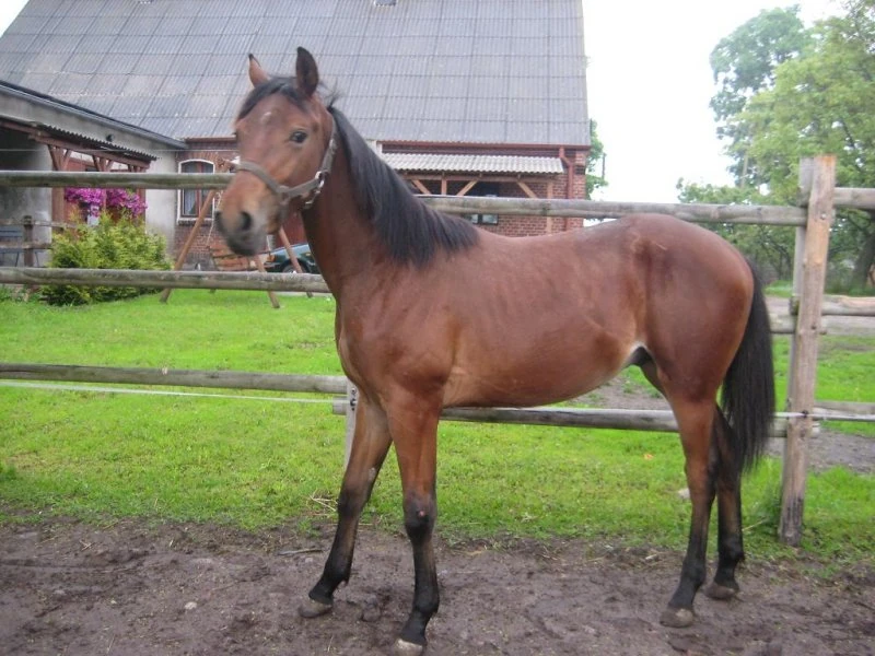 Polski koń szlachetny półkrwi | Koń Wiki | Fandom