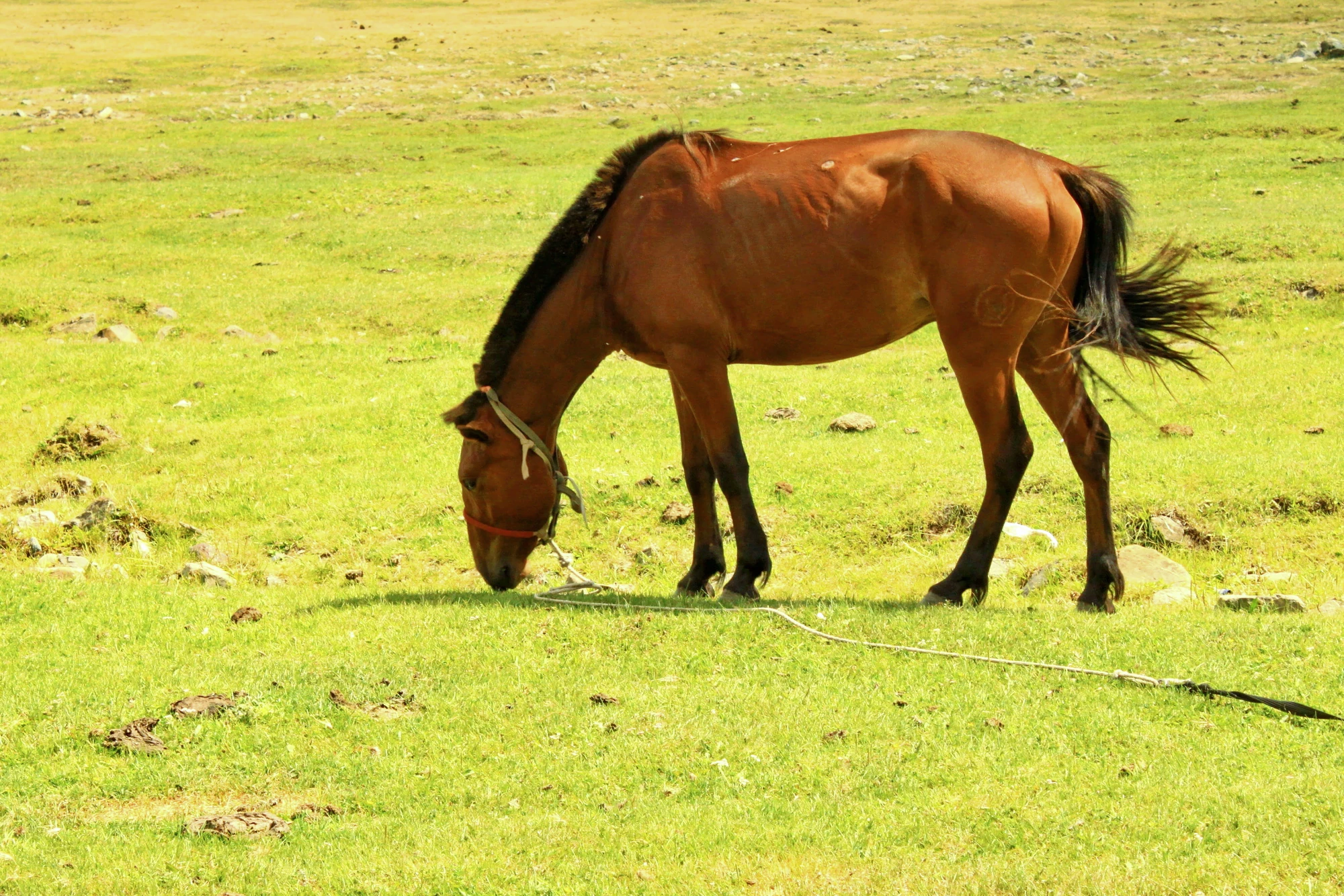 Koń mongolski | Koń Wiki | Fandom